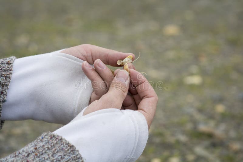 Hands in Half-gloves, Holding a Peanut Shell Stock Photo - Image of ...
