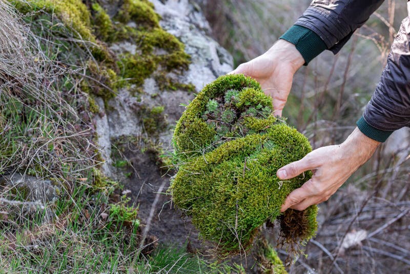 Close-up Man Opens Moss from a Cliff Stock Image - Image of outdoors ...