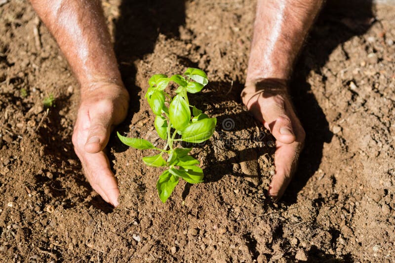 Planting sapling tree stock photo. Image of hard, cultivable - 10235282