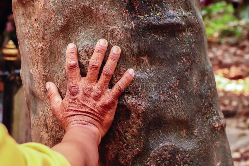 Man`s Hand on the Palm Tree Stock Image - Image of ecology, protection ...