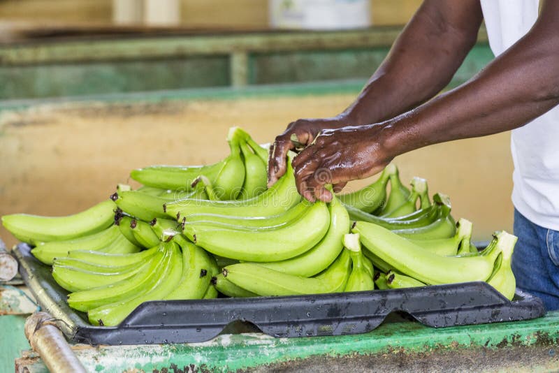 Close Up a Man Sorting Ang Storing Bananas in a Farm Stock Photo ...