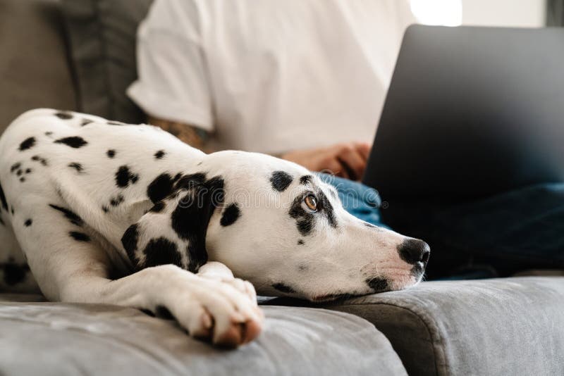 Close Up of a Man Using Laptop on His Lap while Sitting Stock Image ...