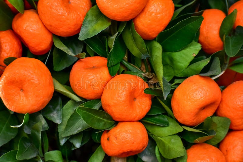 Close-up of the Mandarin Tree. Stock Image - Image of autumn, landscape ...