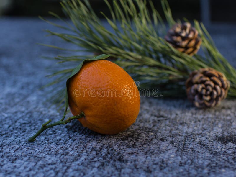 Close Up Mandarin in the Winter Evening Stock Image - Image of cone ...
