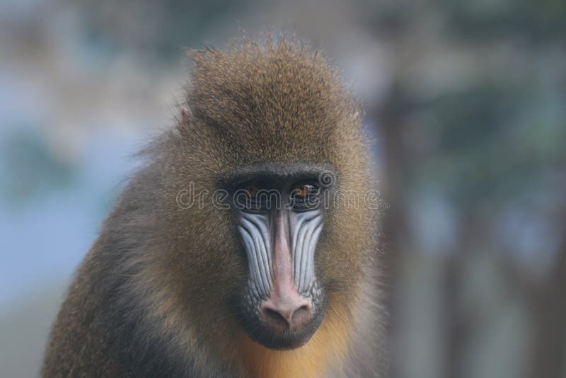 Close up Mandrill Monkey stock image. Image of staring - 166252411