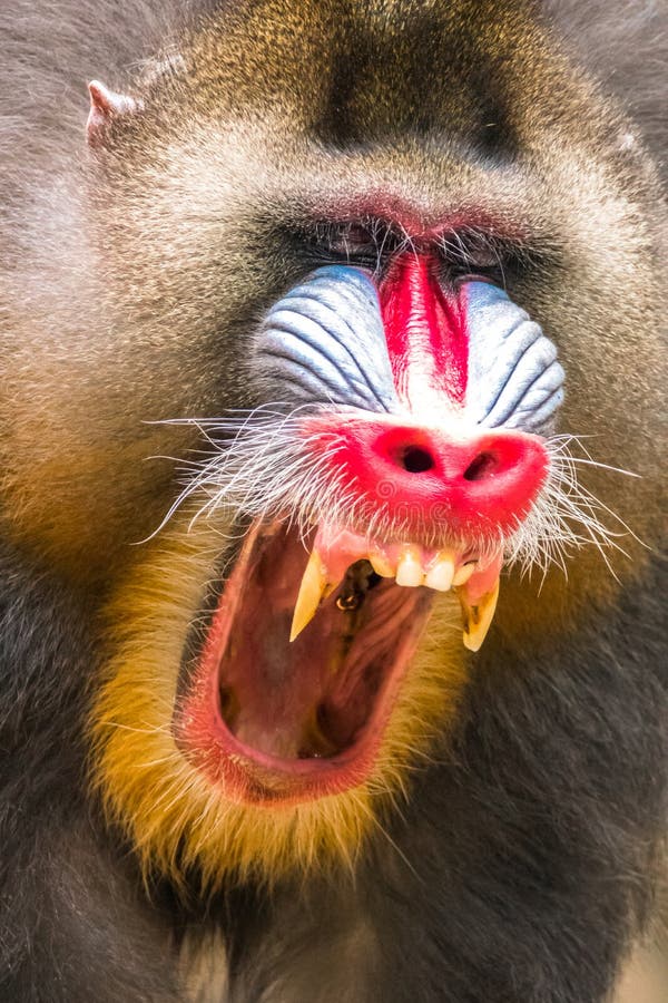 The Close Up Of Mandrill Monkey With His Expression Face Stock Image ...