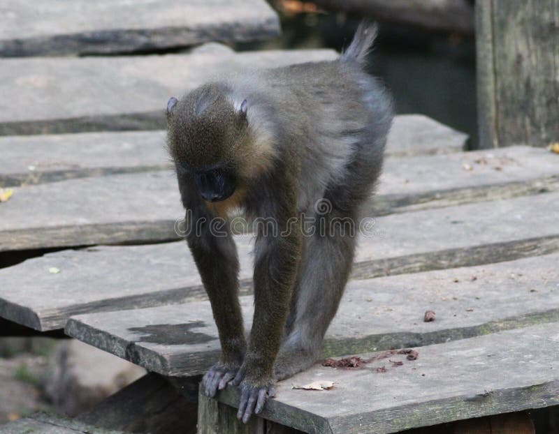 Mandrill, Mandrillus Sphinx Stock Photo - Image of color, mammal: 106445578