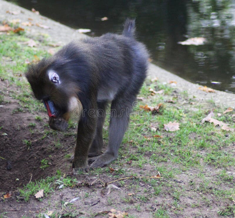 Mandrill, Mandrillus Sphinx Stock Image - Image of blue, mandrill ...
