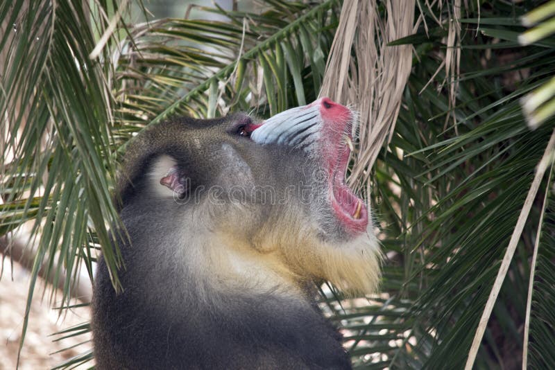 Mandrill Fangs stock image. Image of fangs, colourful - 12674121