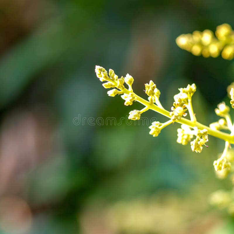 Close Up of Mango Flower , it is in Bud on Summer Season Stock Image ...