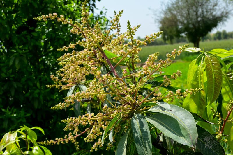 Close Up of Mango Flowers on the Tree Stock Image - Image of medicinal ...