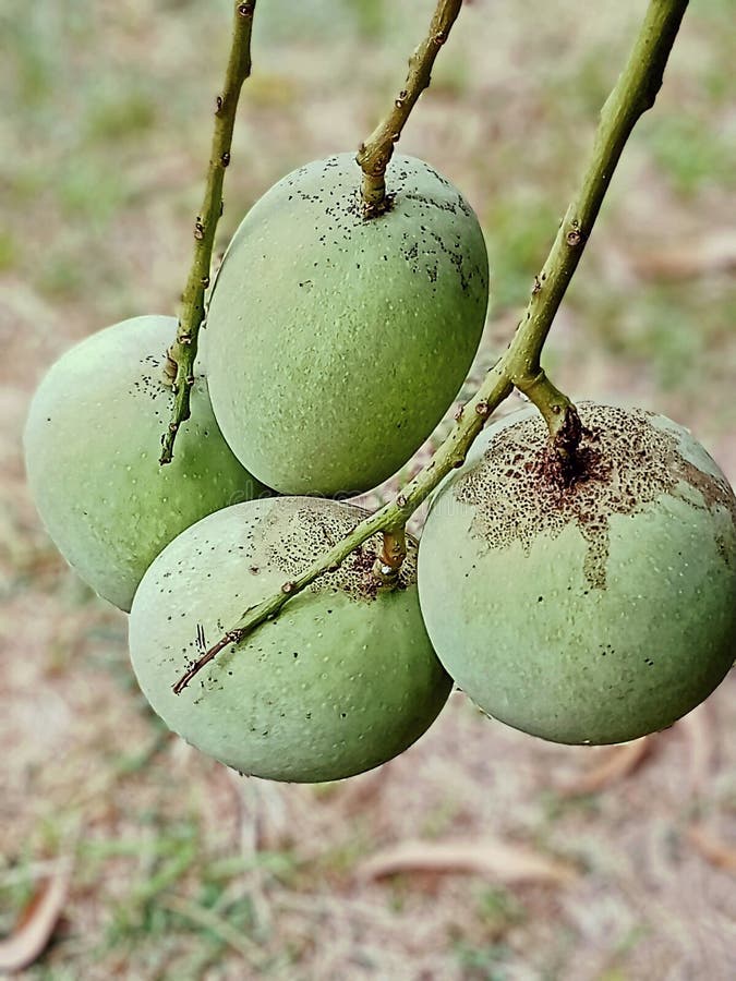 Close-up of Mango Fruit Still Hanging on the Tree Stock Photo - Image ...