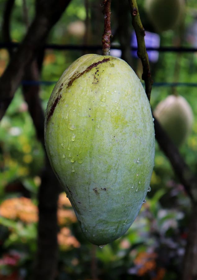 Close Up of Mango Fruit on a Mango Tree Stock Photo - Image of eating ...