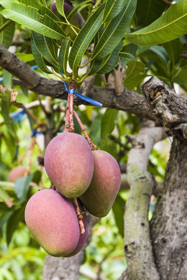 340 Mango Tree Taiwan Stock Photos - Free & Royalty-Free Stock Photos ...
