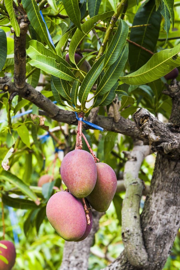340 Mango Tree Taiwan Stock Photos - Free & Royalty-Free Stock Photos ...