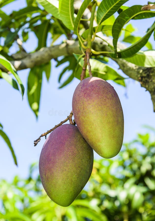 Mango trees in the orchard stock image. Image of mango - 208320983