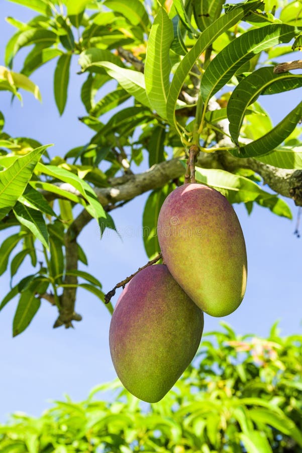 Close-up of Mango Fruits on Mango Tree in Tainan, Taiwan. Stock Image ...
