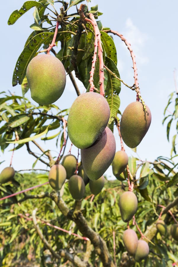 Close-up of Mango Fruits on Mango Tree in Taiwan. Stock Photo - Image ...