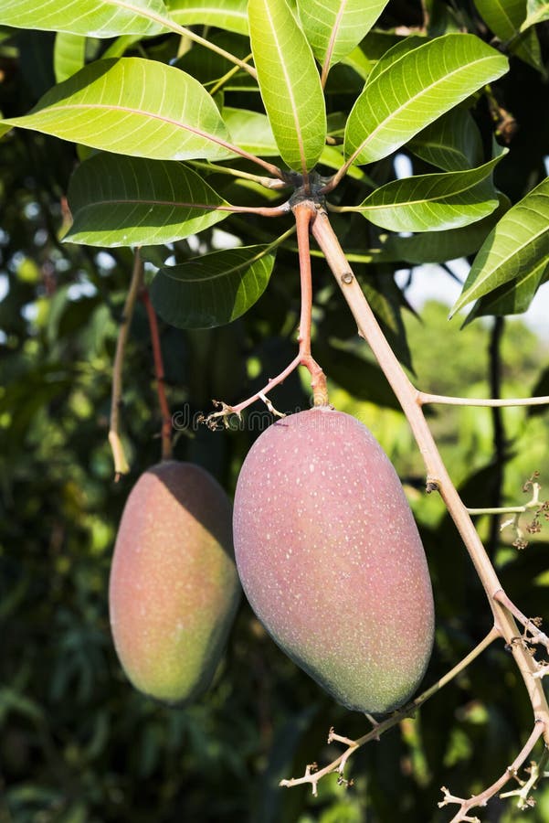 Close-up of Mango Fruits on Mango Tree in Taiwan. Stock Photo - Image ...