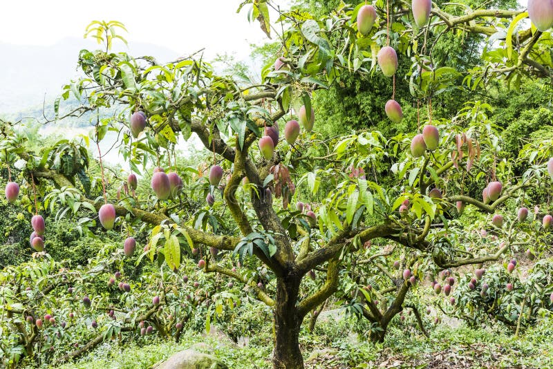 Close-up of Mango Fruits on Mango Tree in Taiwan. Stock Image - Image ...
