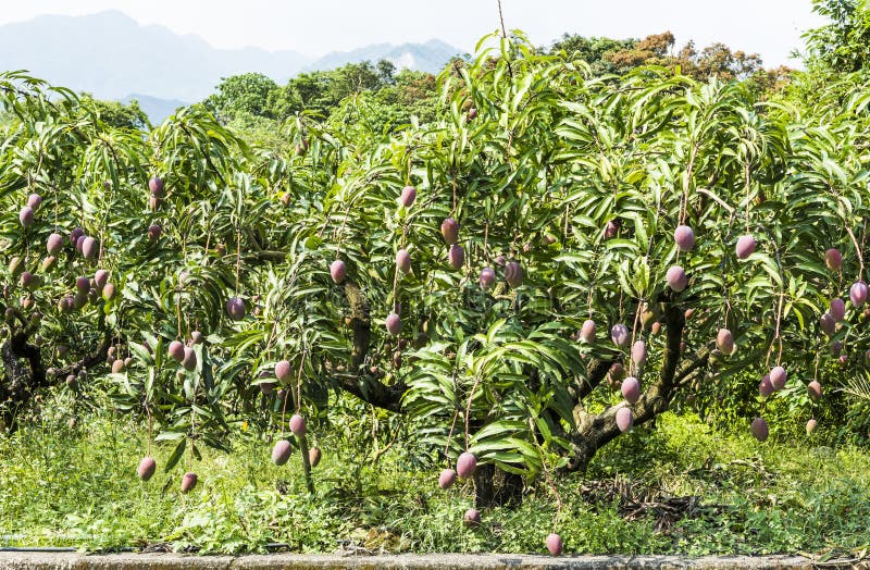 Close-up of Mango Fruits on Mango Tree in Taiwan. Stock Photo - Image ...
