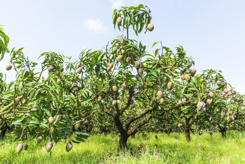 Close-up of Mango Fruits on Mango Tree in Taiwan. Stock Image - Image ...