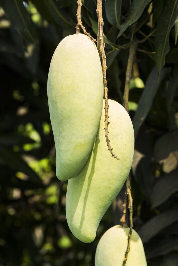 Close-up of Mango Fruits on Mango Tree in Taiwan. Stock Image - Image ...