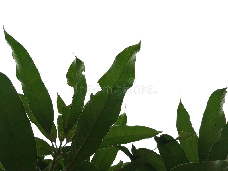 Close-up of Mango Leaf. Full Frame Shot of Mango Leaf Isolated on White ...