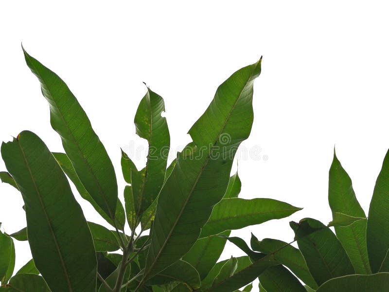 Close-up of Mango Leaf. Full Frame Shot of Mango Leaf Isolated on White ...