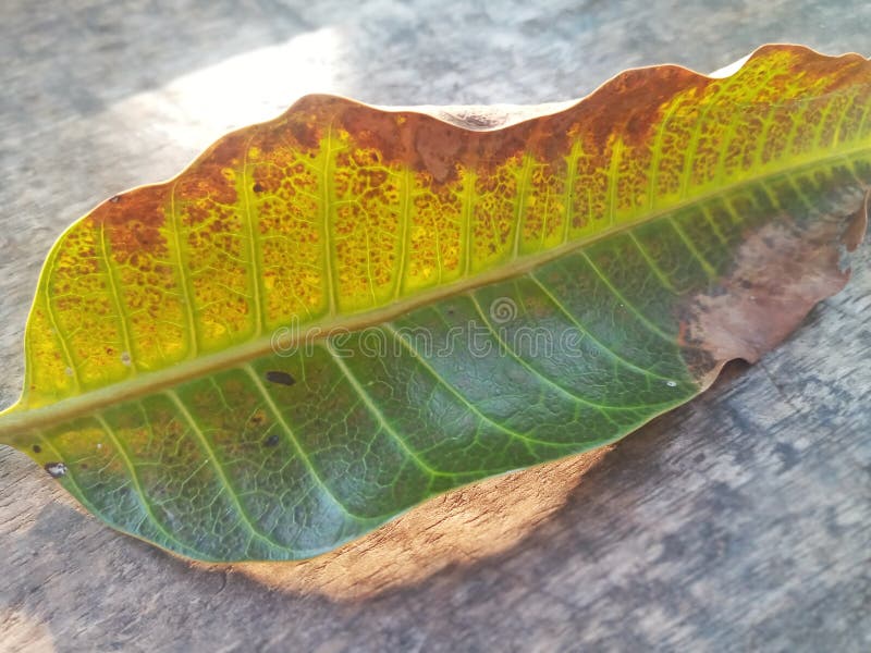 Close Up of Mango Leaf on Wooden Background Showing it in Detail ...