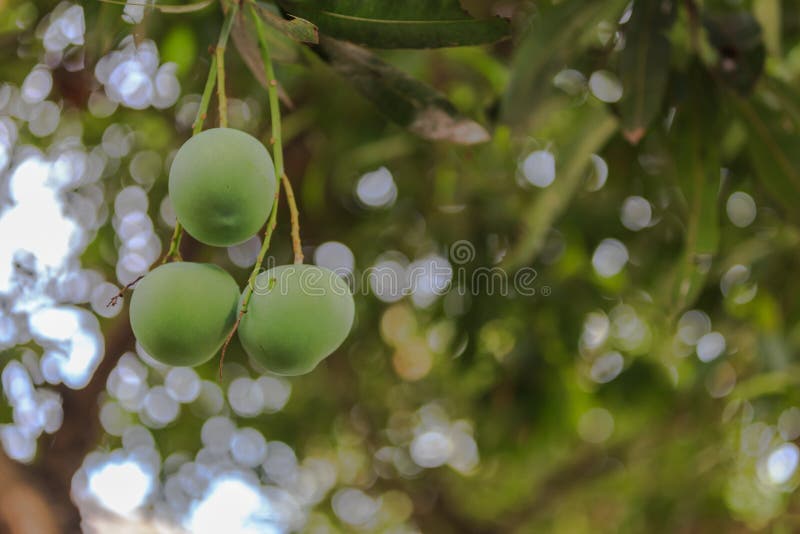 Close Up of Mango on the Mango Tree, R2E2 Mango, Stock Image - Image of ...