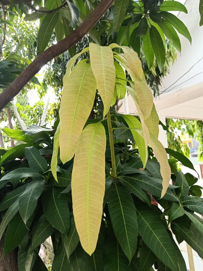 Close up of mango plant stock image. Image of ripe, food - 277092597
