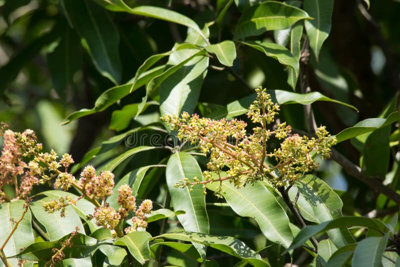 Mango Tree Blossoms Of Mango Flower Stock Photo - Image of fruit, flora ...