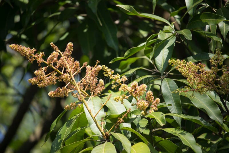 Mango Tree Blossoms of Mango Flower Stock Photo - Image of fruit, flora ...