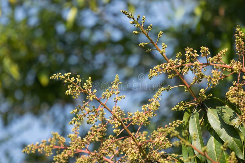 Mango Tree Blossoms of Mango Flower Stock Photo - Image of vitaminc ...