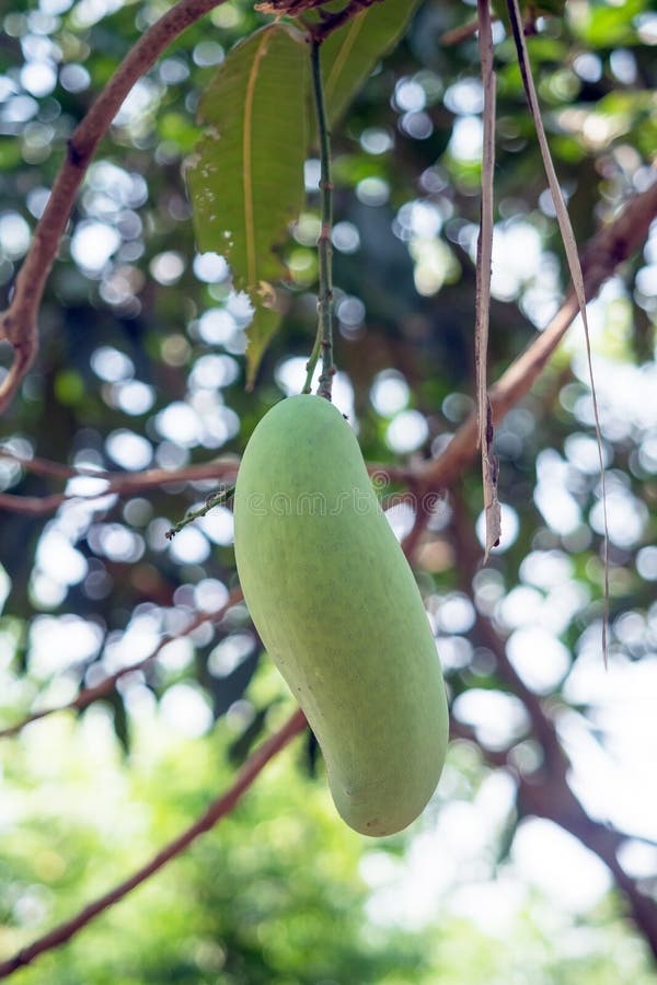 Close Up of Mango on Tree,a Tropical Fruit Stock Image - Image of juicy ...
