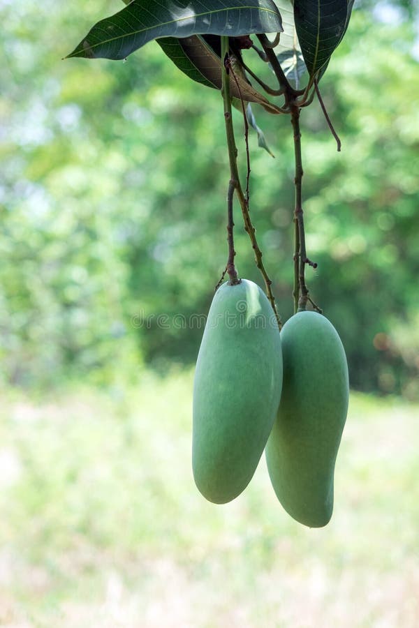 Close Up of Mango on Tree,a Tropical Fruit Stock Photo - Image of ...