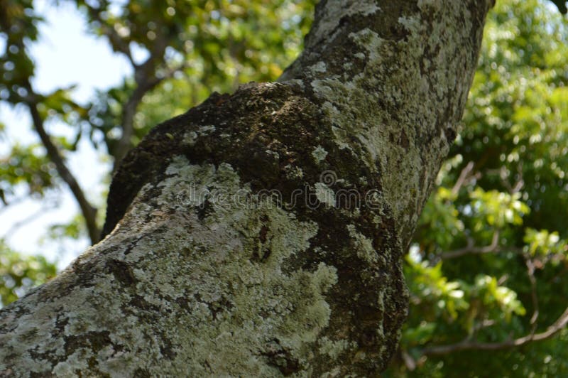 Close Up Mango Tree Trunk in the Field on Sunny Day Stock Image - Image ...