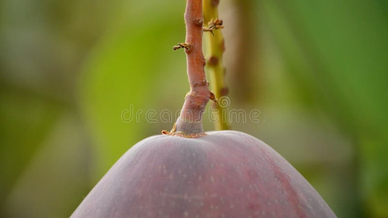 Close Up of Mango Tropical Fruit Hanging of Peduncle at Branch of Tree ...