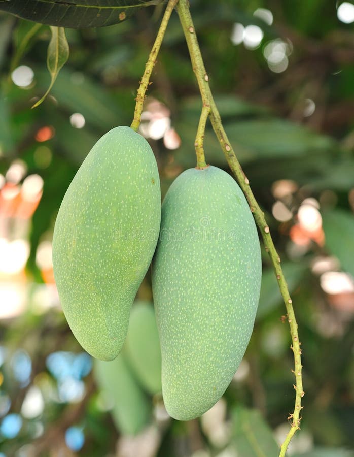 Close-up of Mangoes on the Branch Stock Photo - Image of round ...