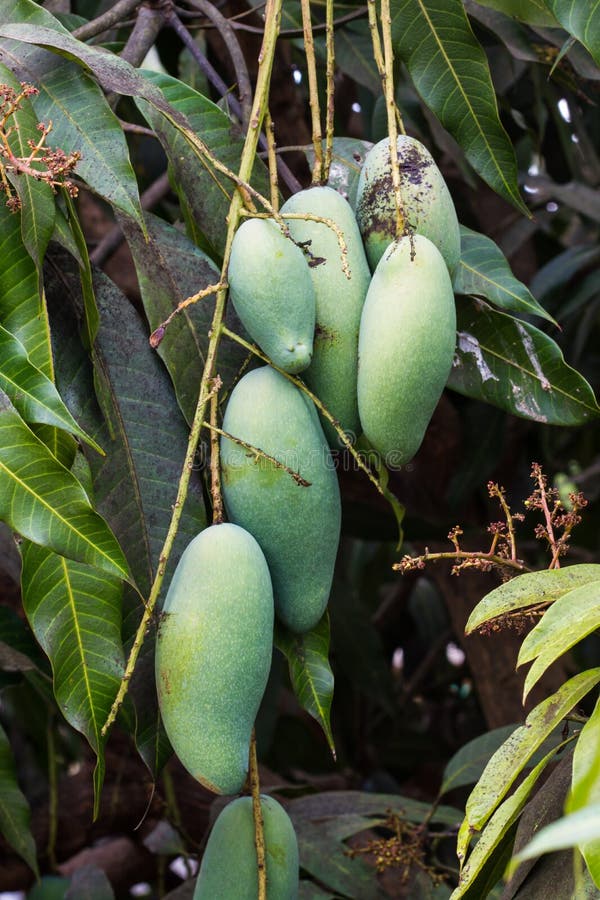 Close up of mangoes. stock image. Image of diet, farm - 37347305