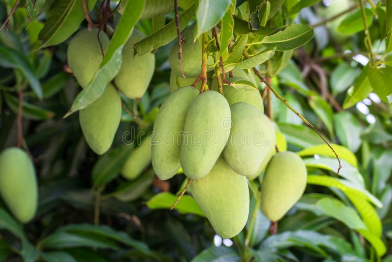 Close Up of Mangoes on a Mango Tree in Plantation,Green Mangoes on the ...