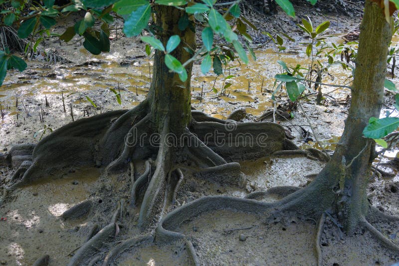 Mangrove plate-shaped root stock photo. Image of shaped - 317049308