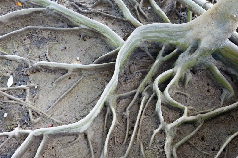 Mangrove plate-shaped root stock image. Image of tree - 317049551