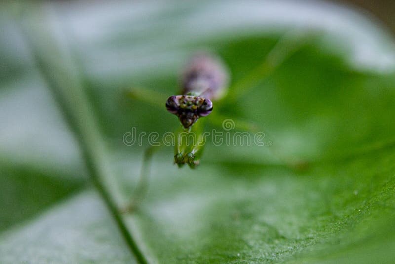 Mantis face/eyes stock image. Image of macro, mantodea - 13226379