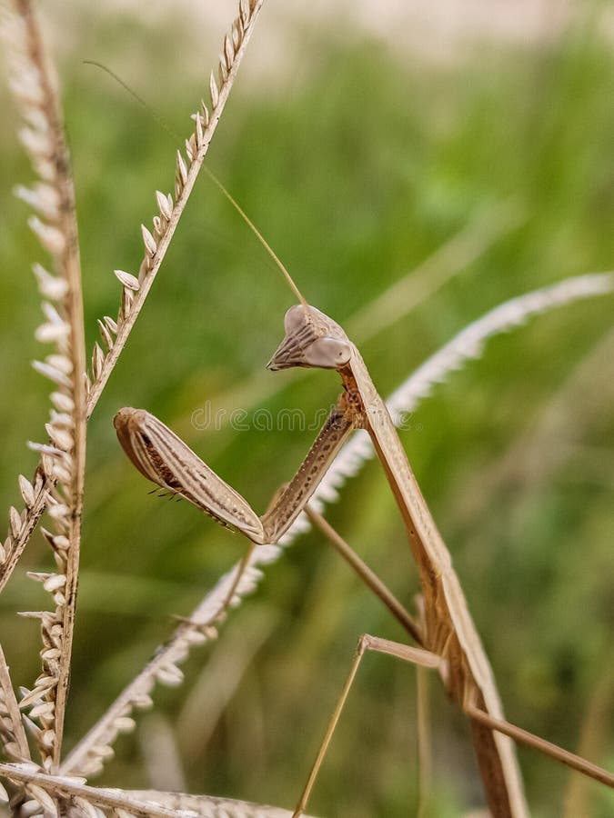 Close-up of Mantis on Grass Stock Photo - Image of close, macro: 257144612