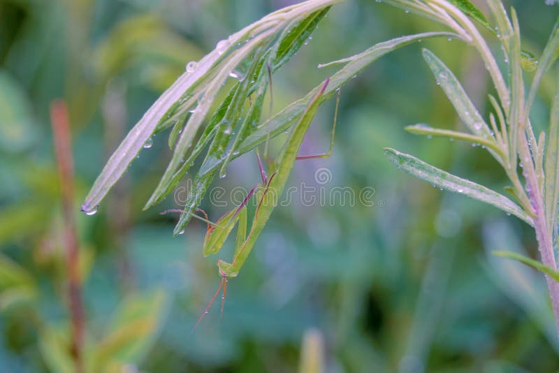 Mantis nymph stock image. Image of arthropod, drop, animal - 190184353