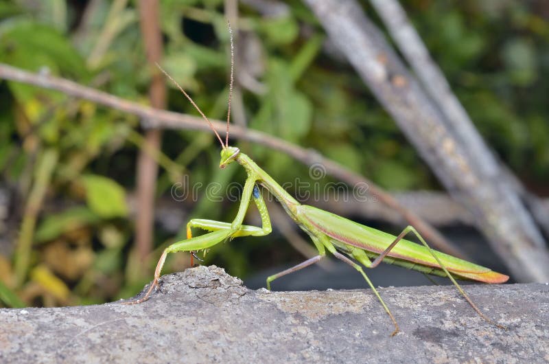 Mantis 6 stock photo. Image of wilderness, orthopterous - 101597058