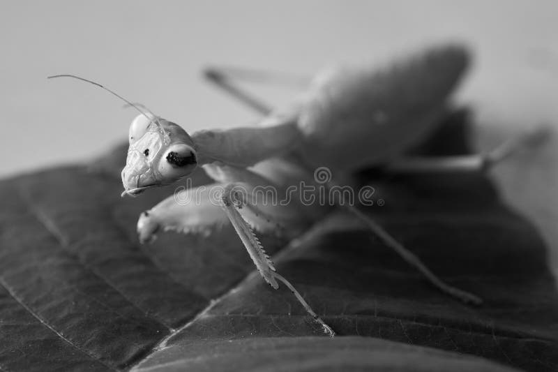 Close-up of Mantis Religiosa Praying Mantis Stock Photo - Image of ...