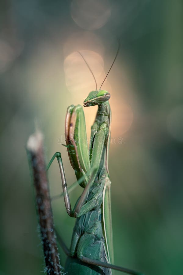 Close-up Mantis religiosa stock photo. Image of mouth - 140785910